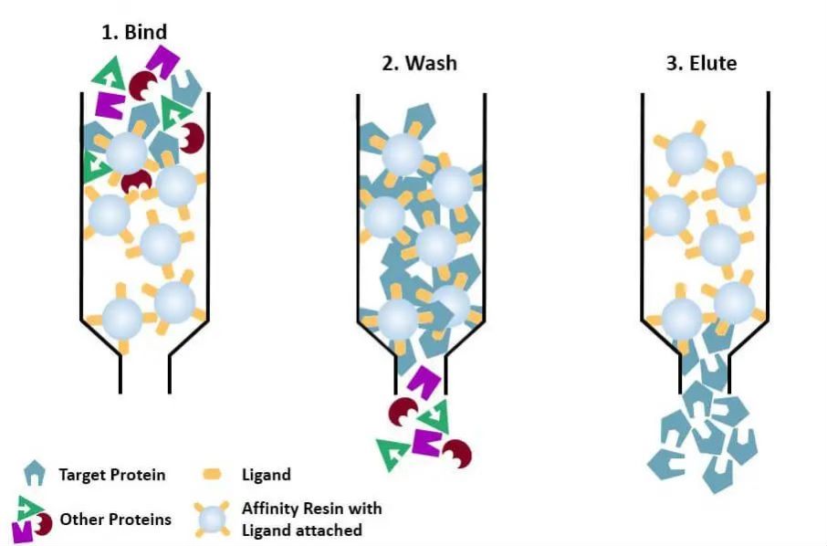Prokaryotic Expression and Affinity Purification of Proteins - Glanlab ...