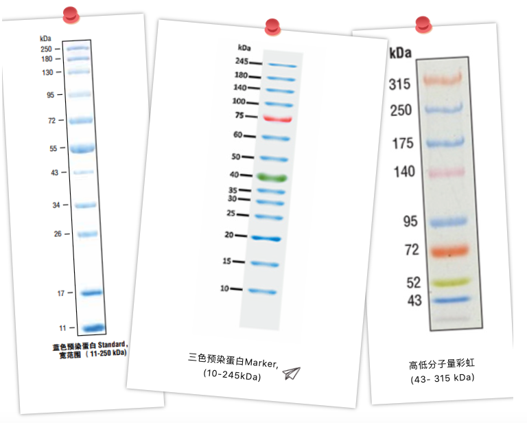 Protein Marker | How to Choose | Problem Analysis - Glanlab Instrument